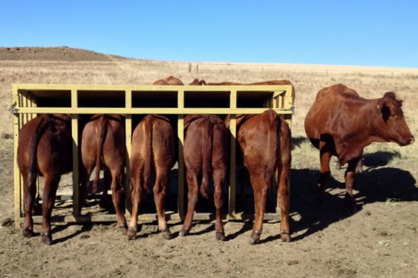 Cattle (Creep) Feeder - Van Zyl Staal